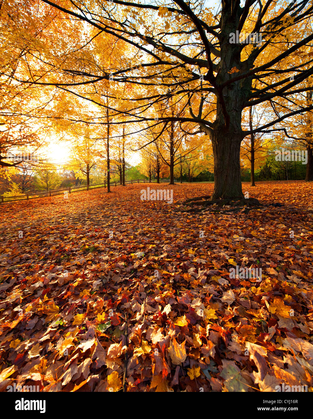 Landscape of yellow gold maple tree and leaves in autumn at sunrise ...