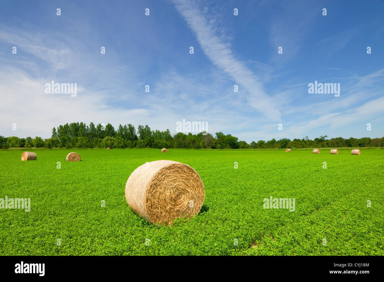 Hay bales in green farmer's field under blue skies and wispy white ...