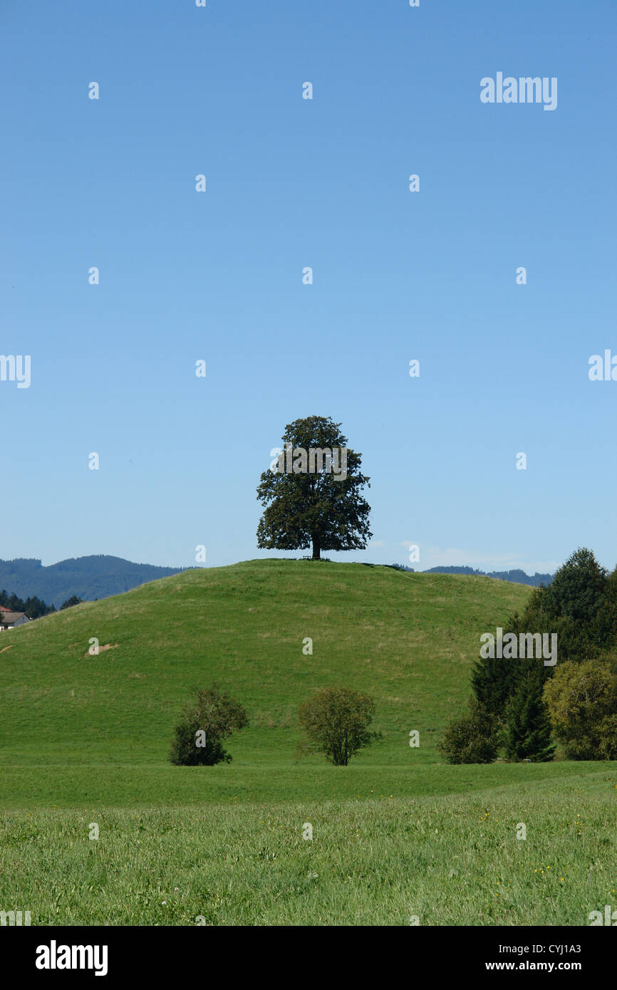 Picture of a tree standing alone on a hill Stock Photo - Alamy