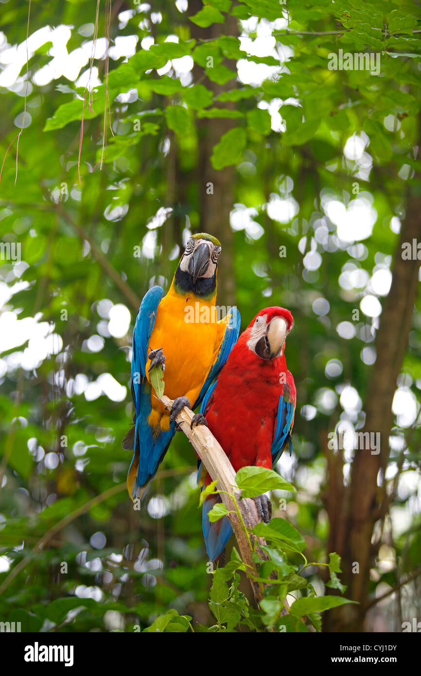 Two Macaws standing on a branch in the jungle Stock Photo - Alamy