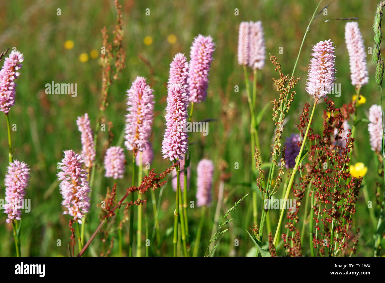 Picture of a meadow in spring Stock Photo - Alamy