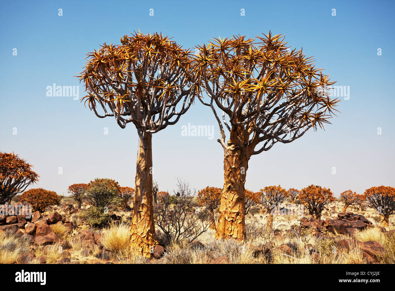 Quiver tree in Namibia, Africa Stock Photo - Alamy