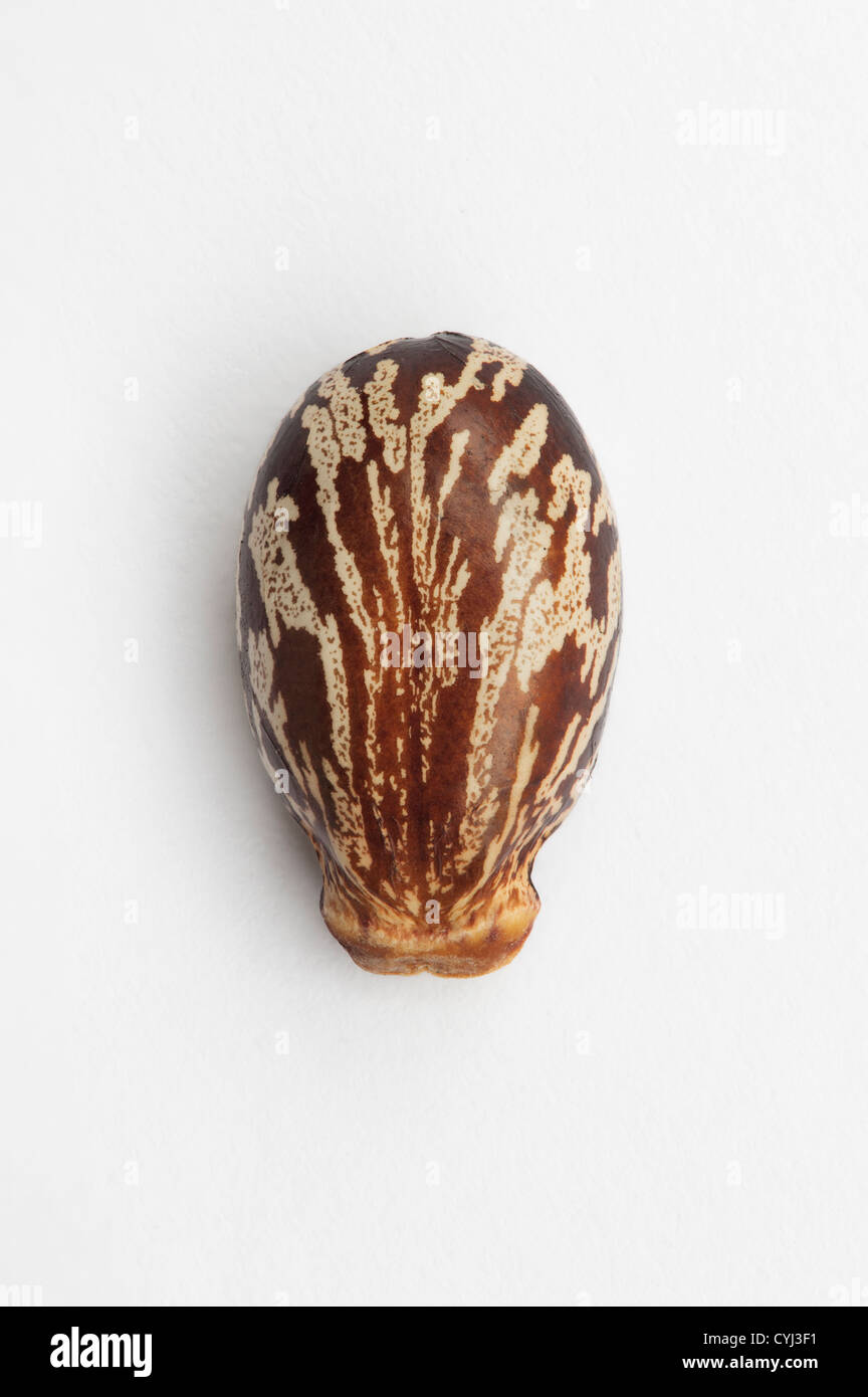 Castor seed hi-res stock photography and images - Alamy