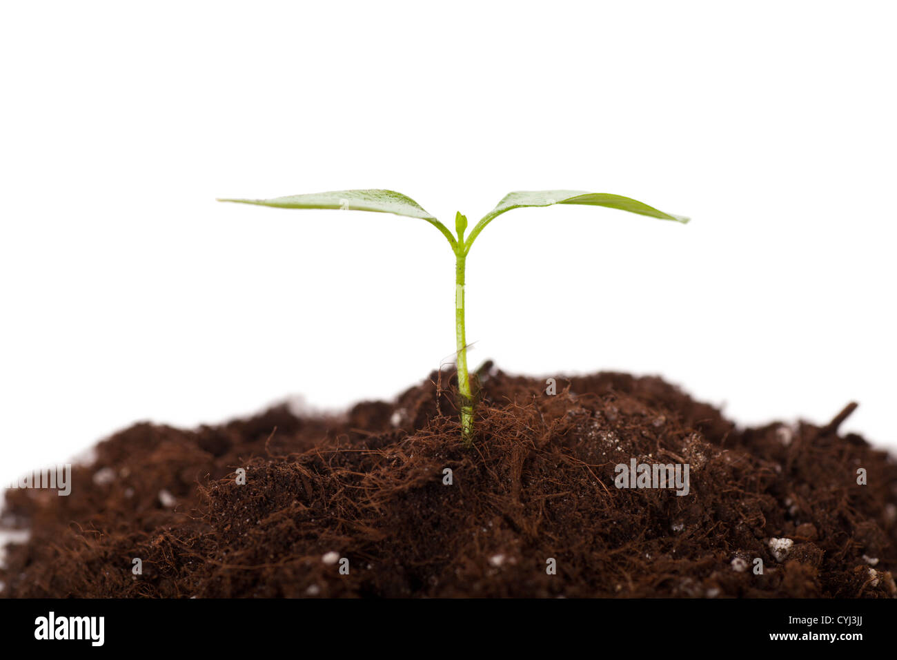 Green sprout growing from soil isolated over white background Stock ...