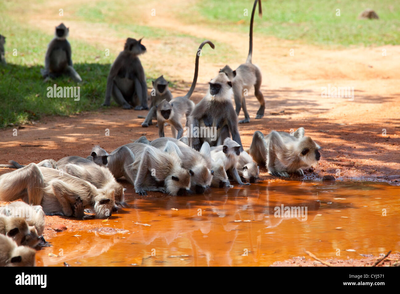 Monkeys in Anuradhapura, Sri Lanka Stock Photo - Alamy