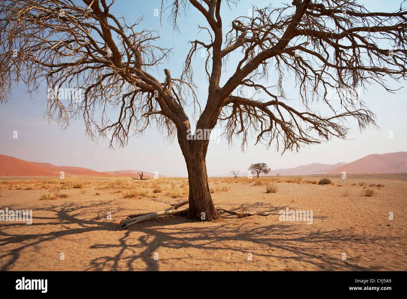 Dead valley in Namibia Stock Photo - Alamy