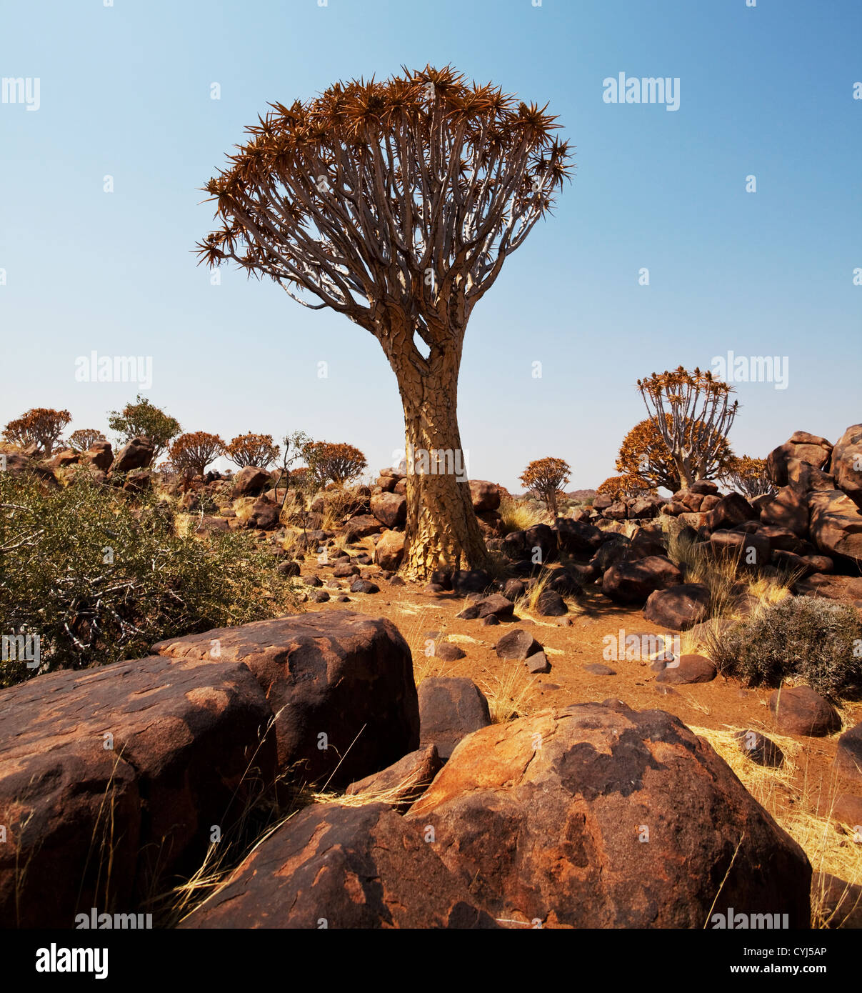 Quiver tree in Namibia, Africa Stock Photo - Alamy