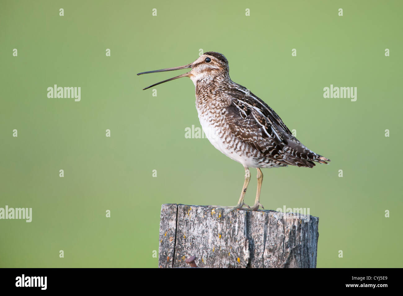Snipe wood hi-res stock photography and images - Alamy