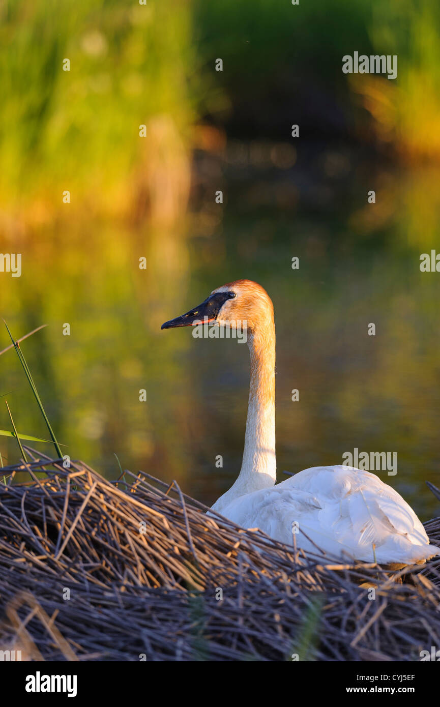 Nesting Trumpeter Swan, Western Montana Stock Photo - Alamy