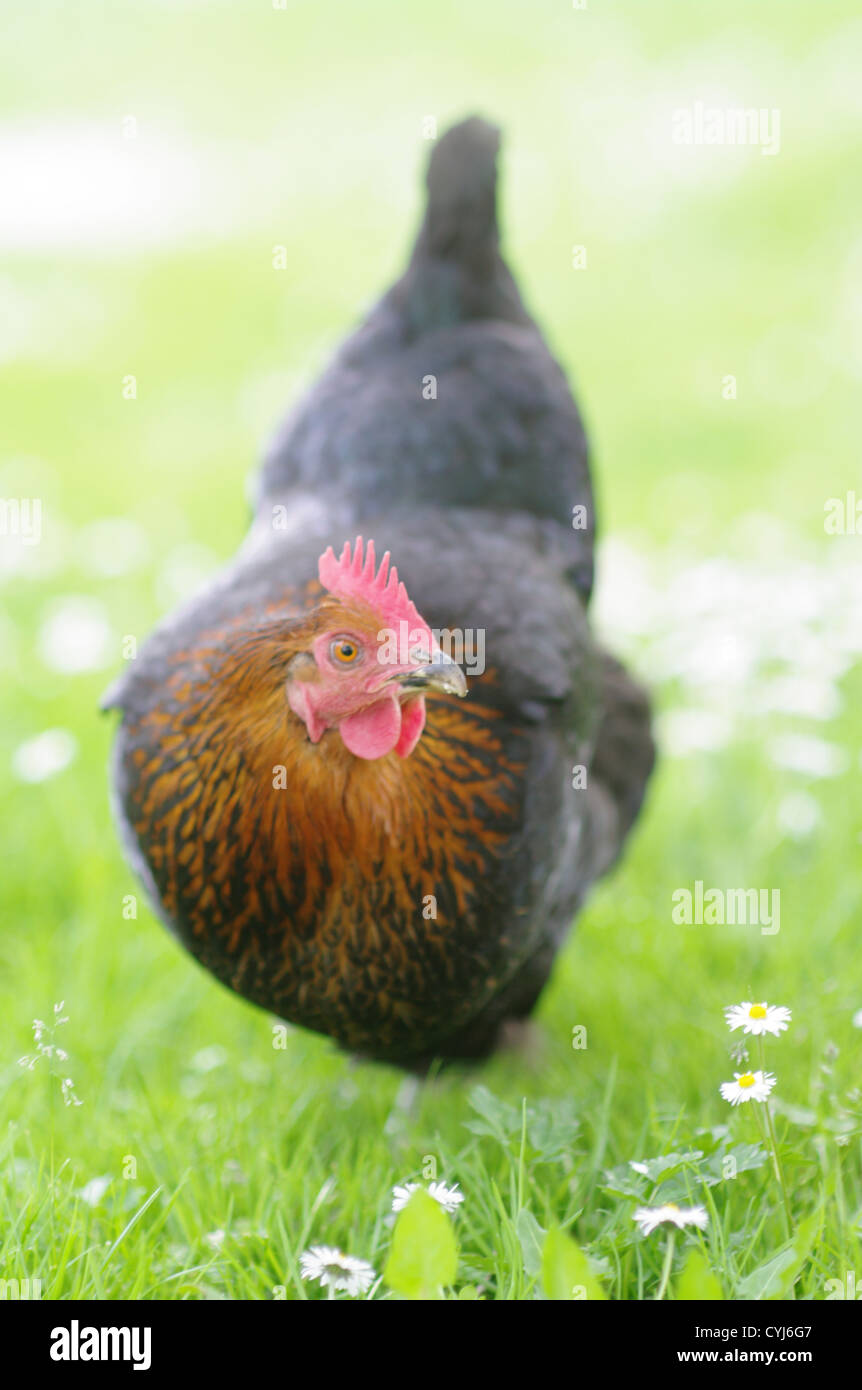 Hen outside in the meadow in spring time Stock Photo - Alamy