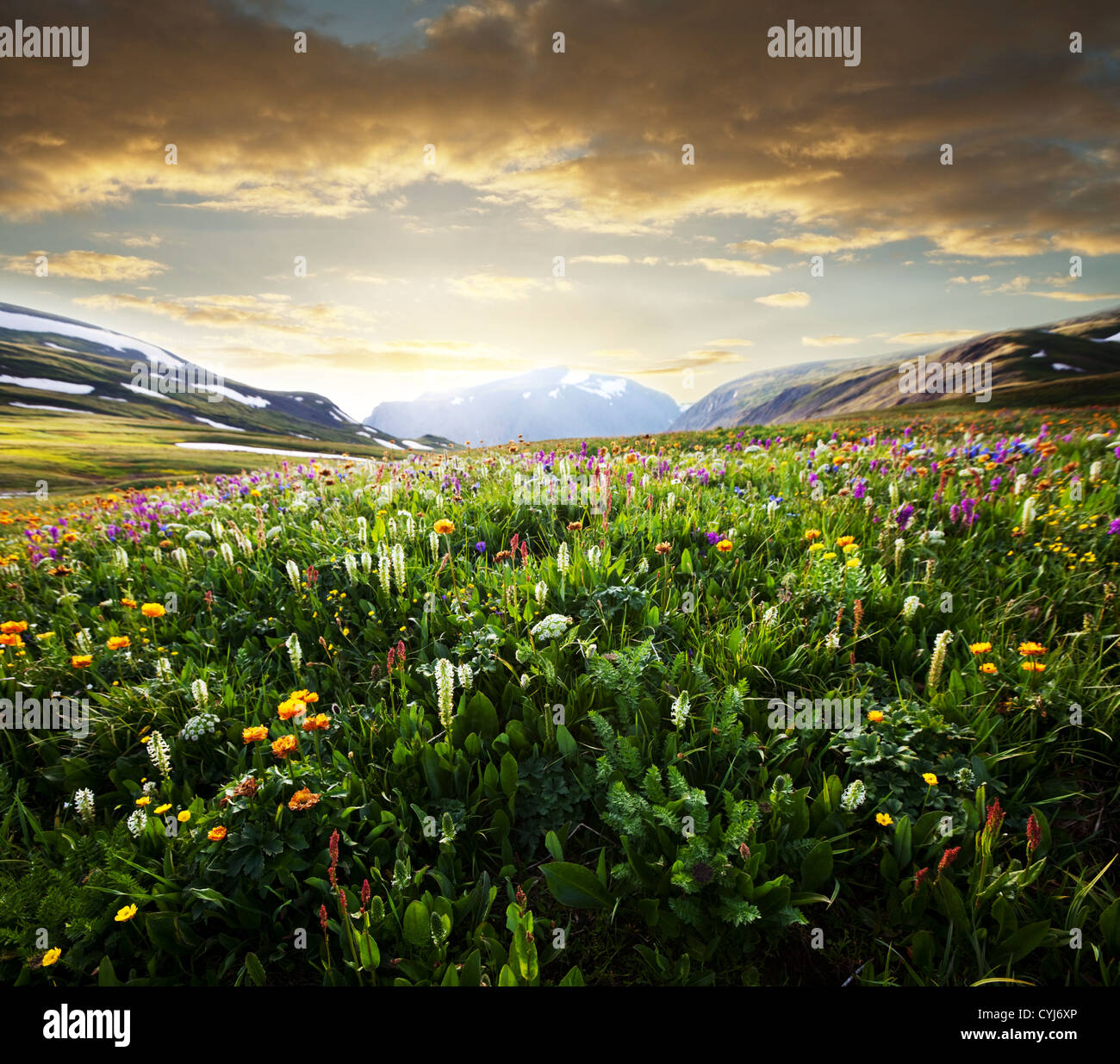mountains meadow at sunrise Stock Photo - Alamy