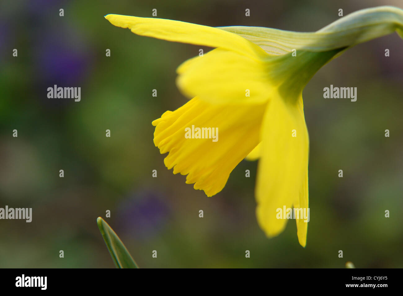 Dafodil field hi-res stock photography and images - Alamy