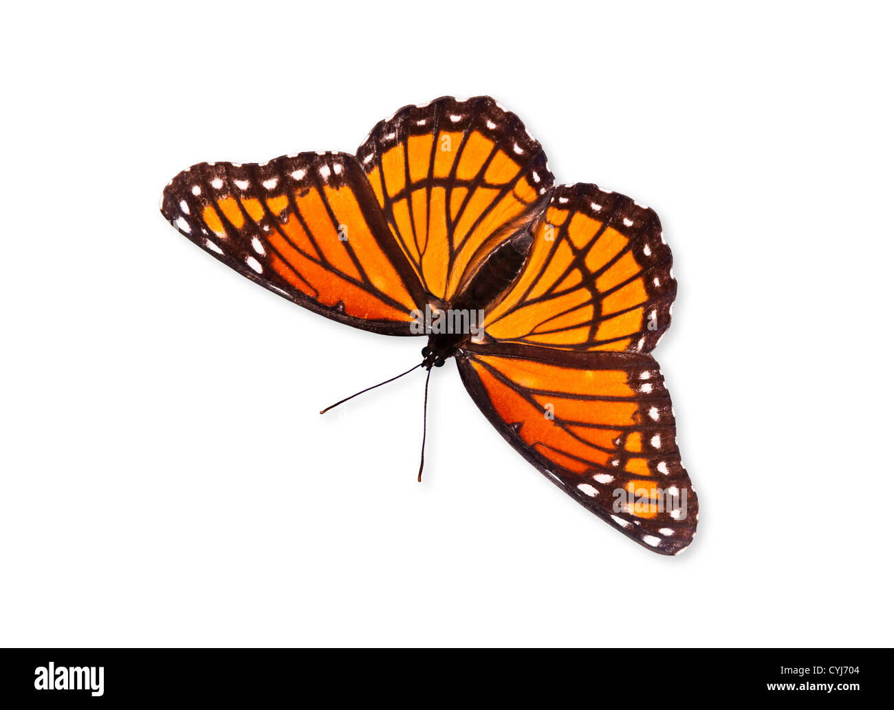Viceroy butterfly (Limenitis archippus Stock Photo - Alamy