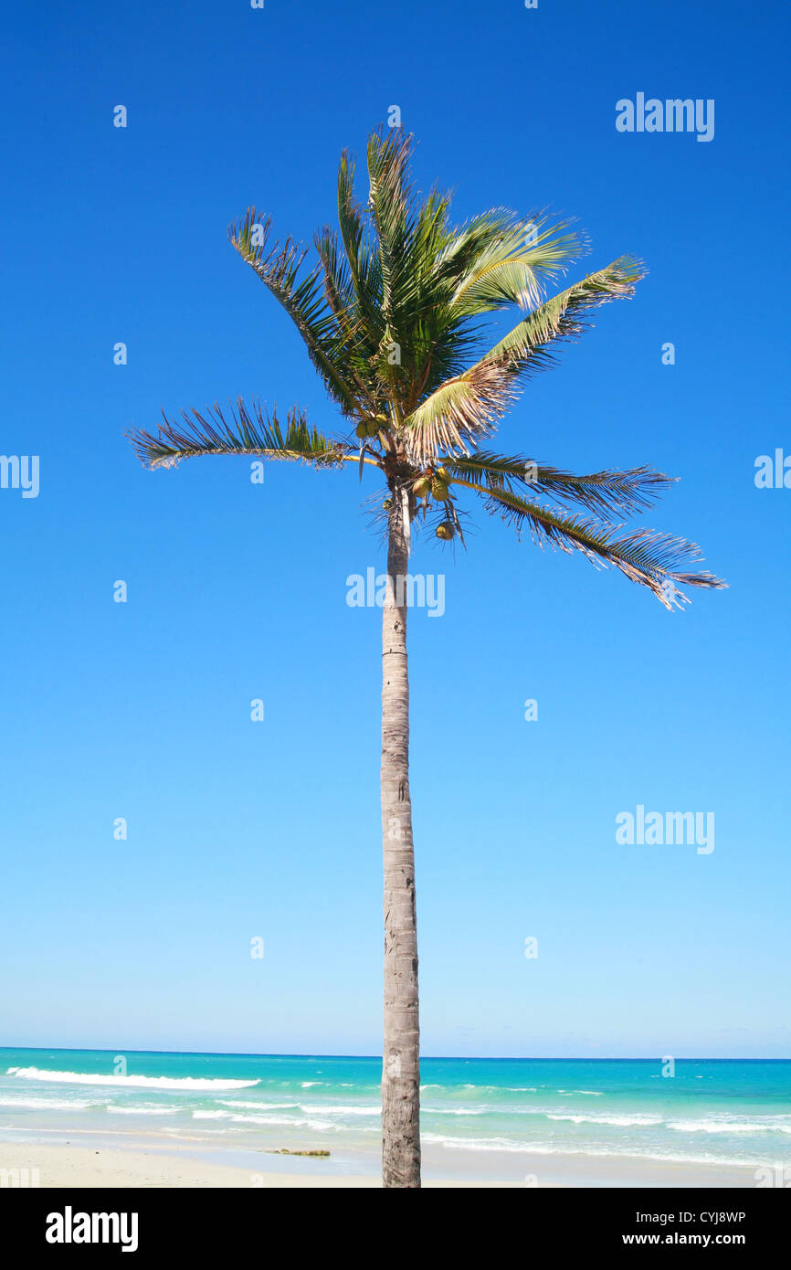 a beautiful tropical island scene in cuba Stock Photo - Alamy