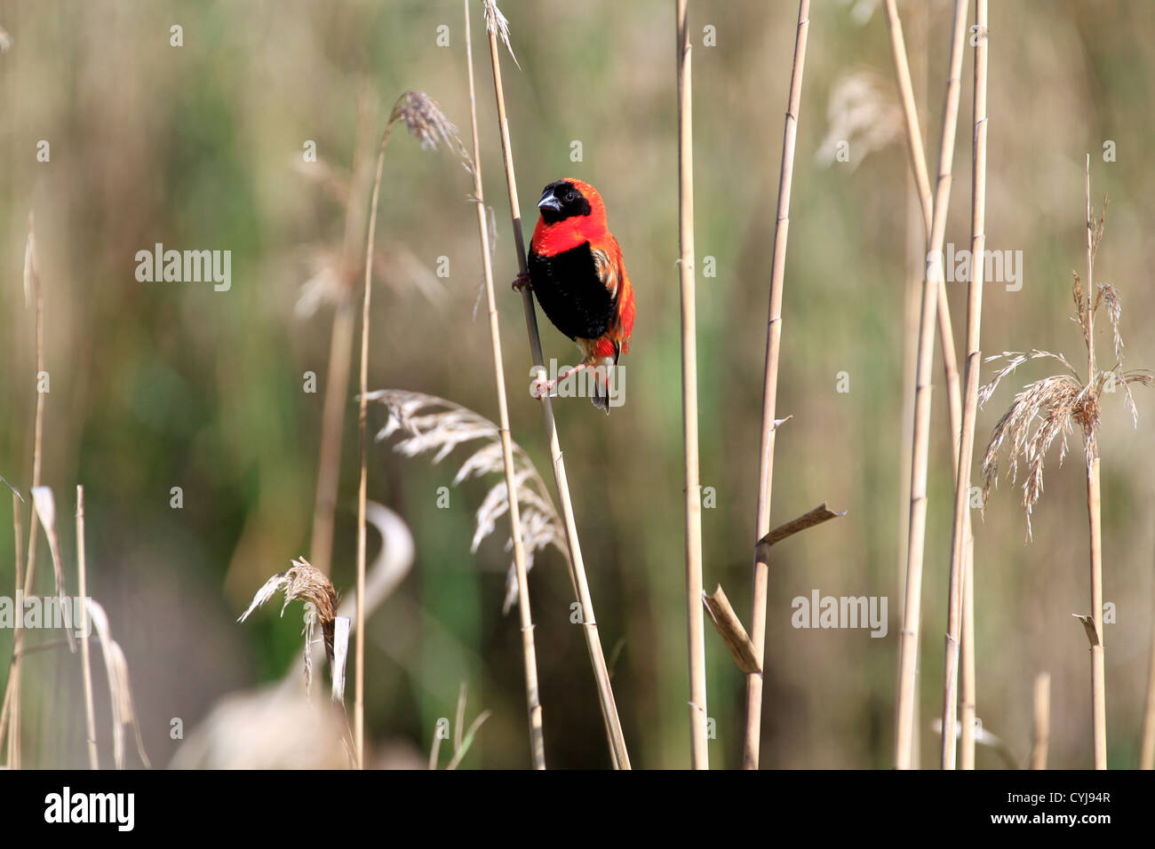 Male Southern Red Bishop or Red Bishop (Euplectes orix) bird with ...