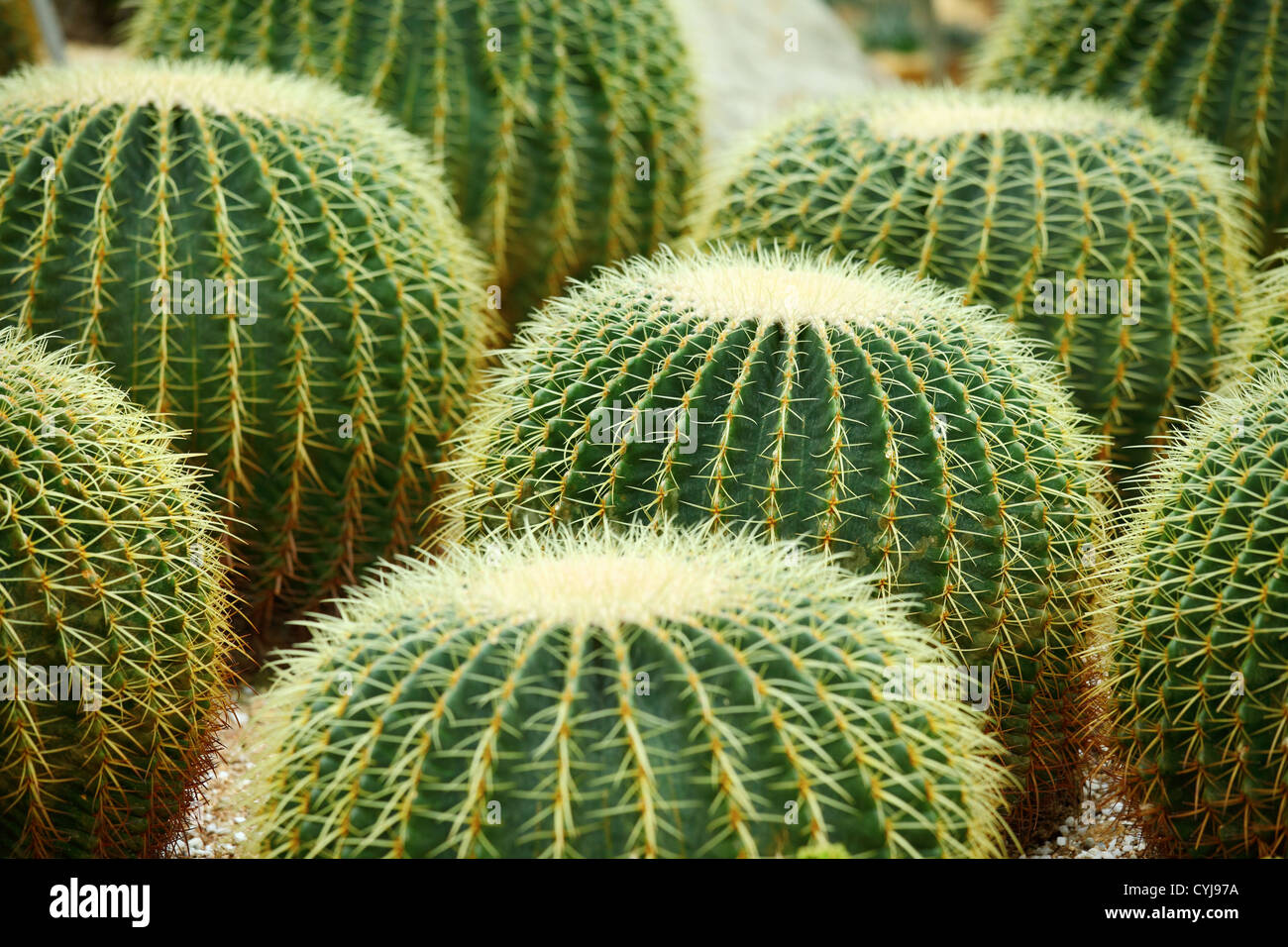 Golden ball cactus Stock Photo - Alamy