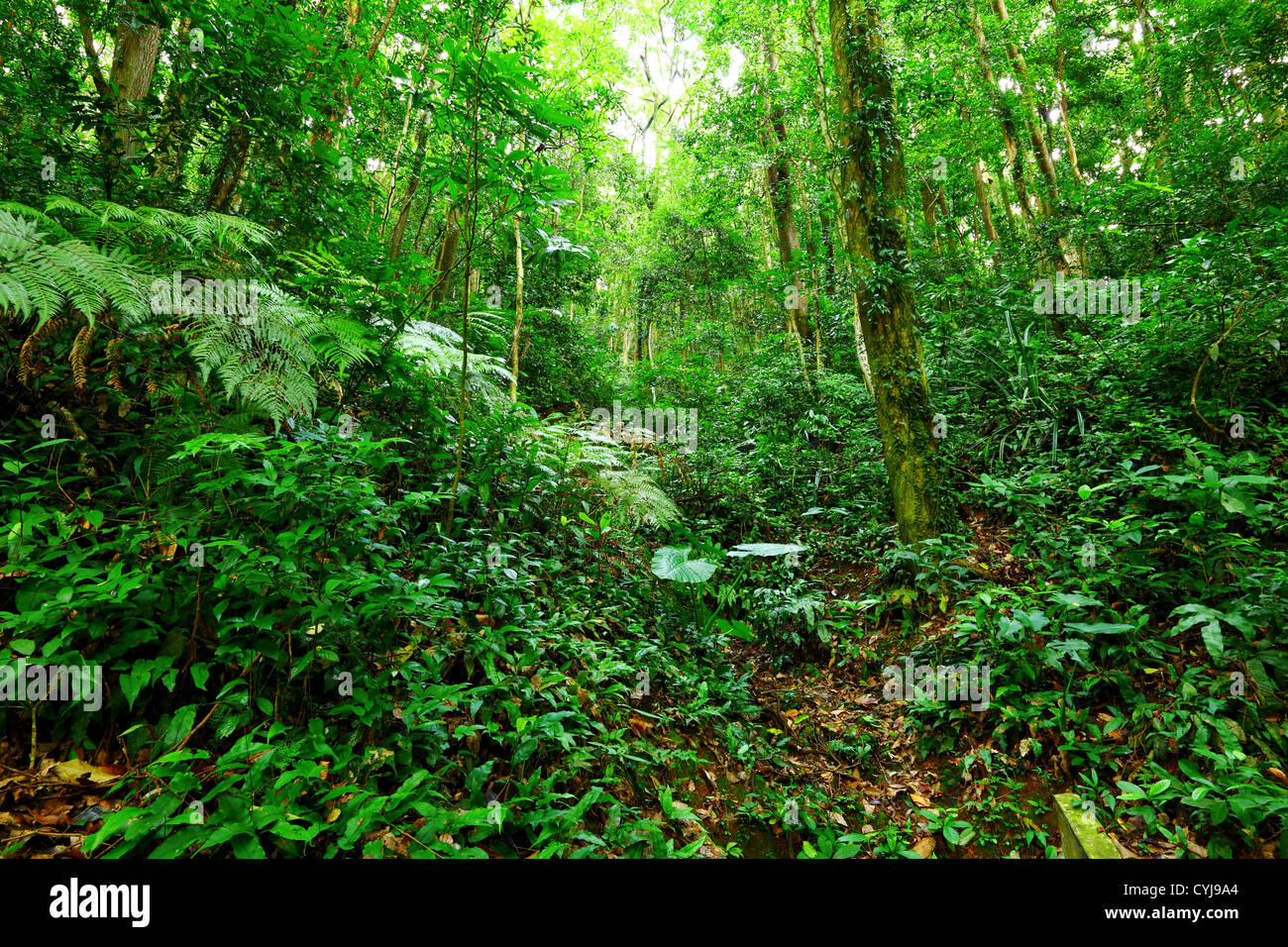 Tropical Rainforest Landscape Stock Photo - Alamy