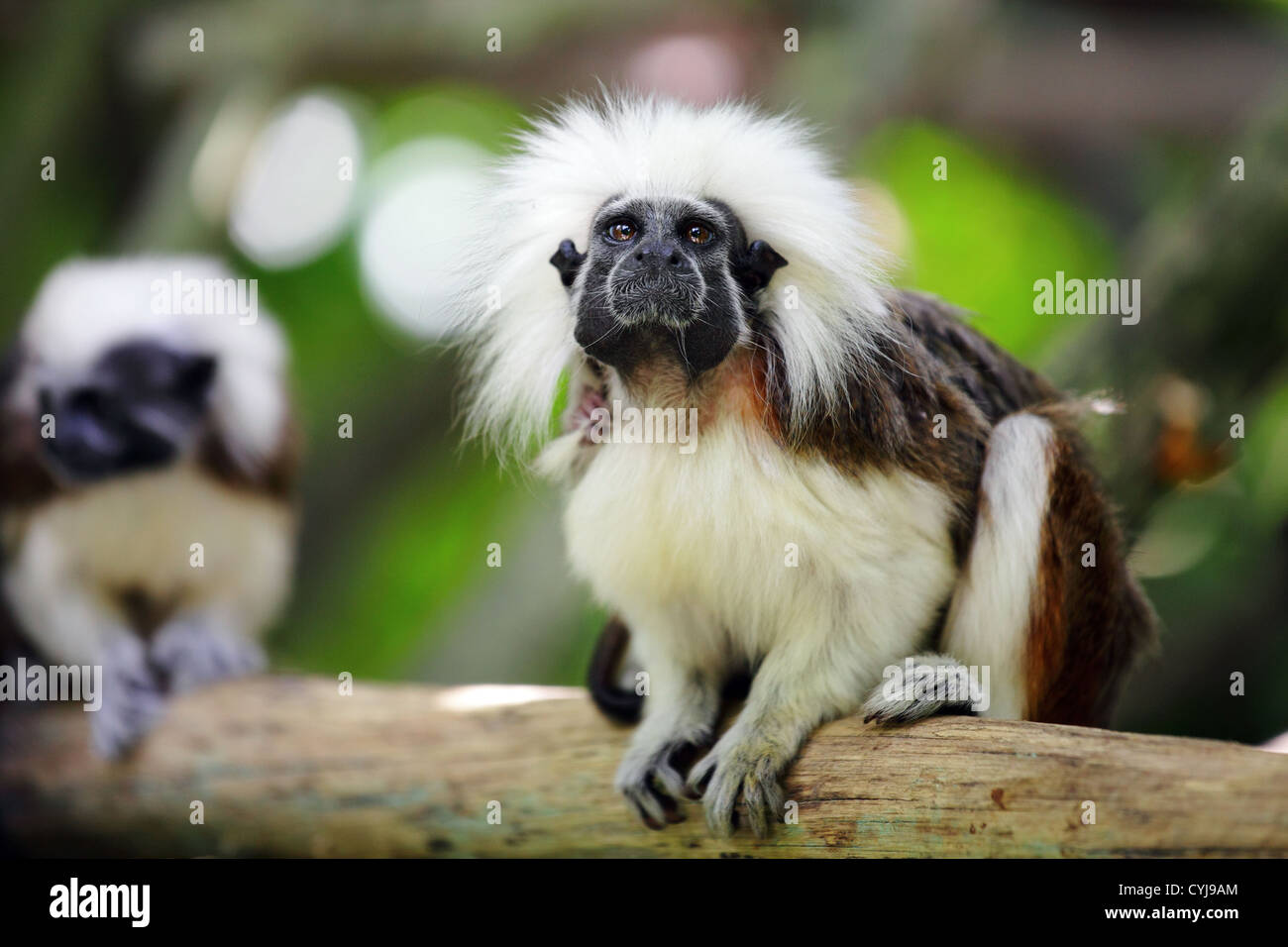 cotton top monkey Stock Photo - Alamy