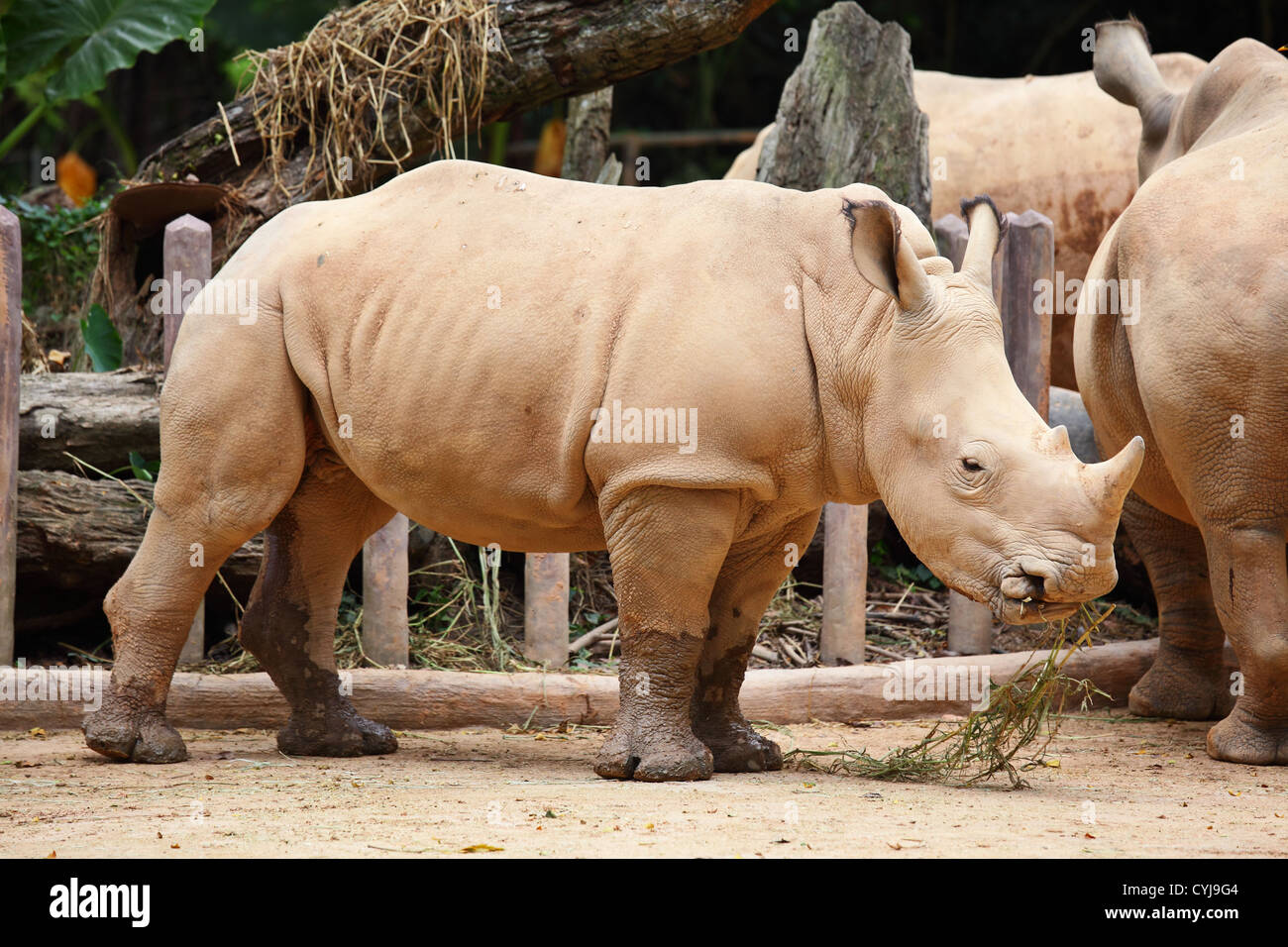 Rhino habitat zoo hi-res stock photography and images - Alamy