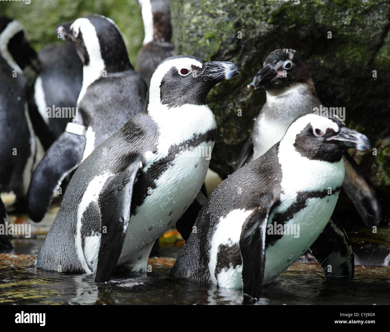 Pink penguins hi-res stock photography and images - Alamy