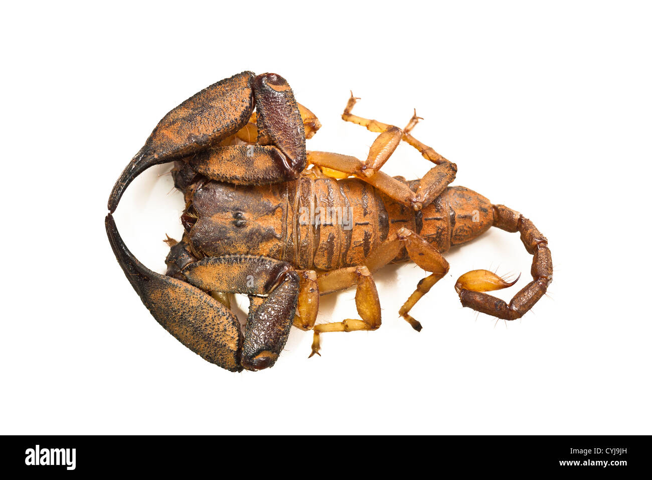 Scary scorpion hi-res stock photography and images - Alamy