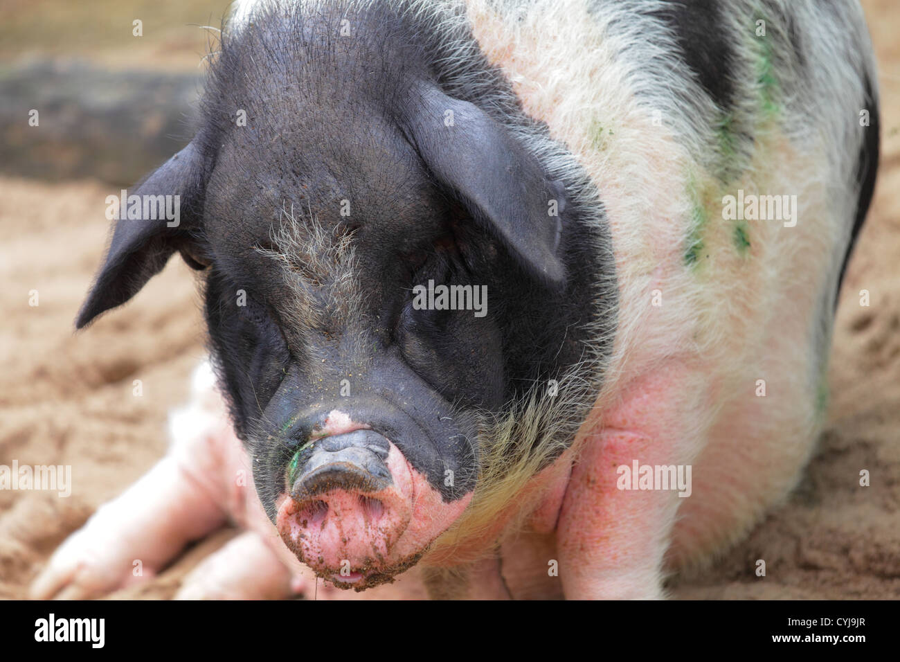Fat pig hi-res stock photography and images - Alamy