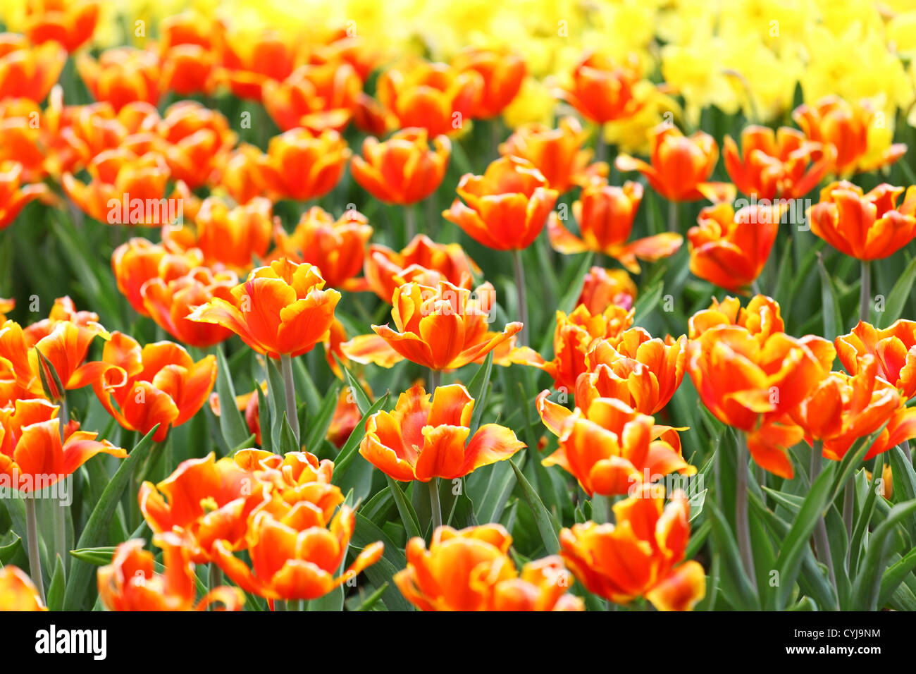 colorful flower field of tulip Stock Photo - Alamy