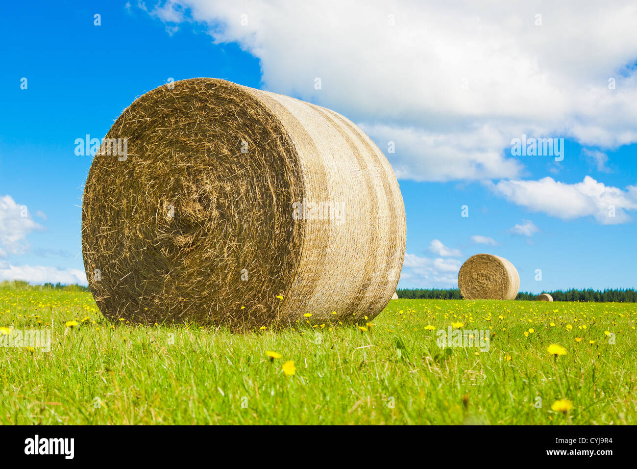 Big hay bay roll in a green field and blue sky Stock Photo - Alamy