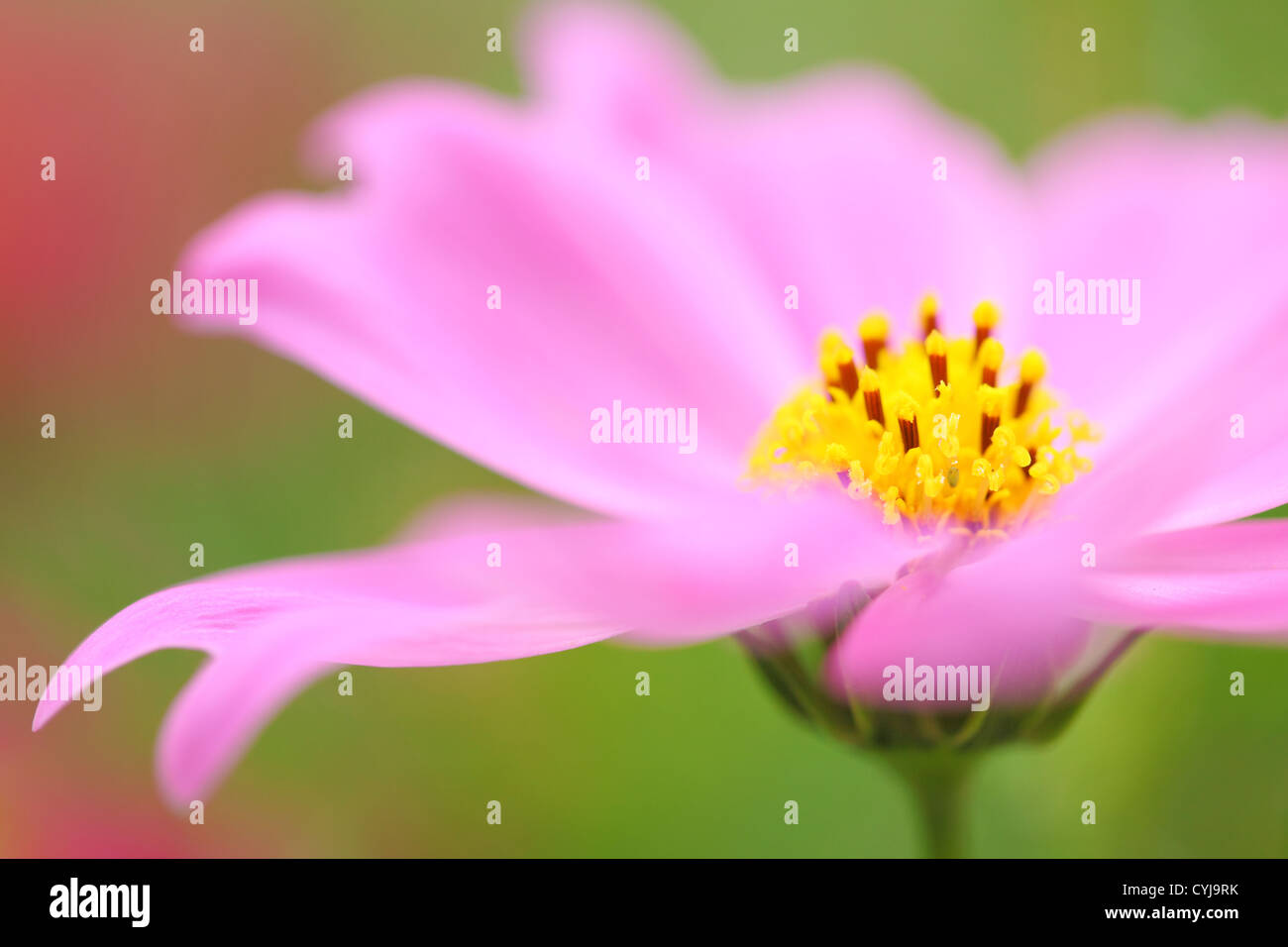 Spring soft pink flowers hi-res stock photography and images - Alamy
