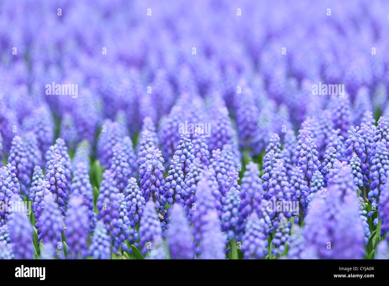 flower, muscari botryoides Stock Photo - Alamy