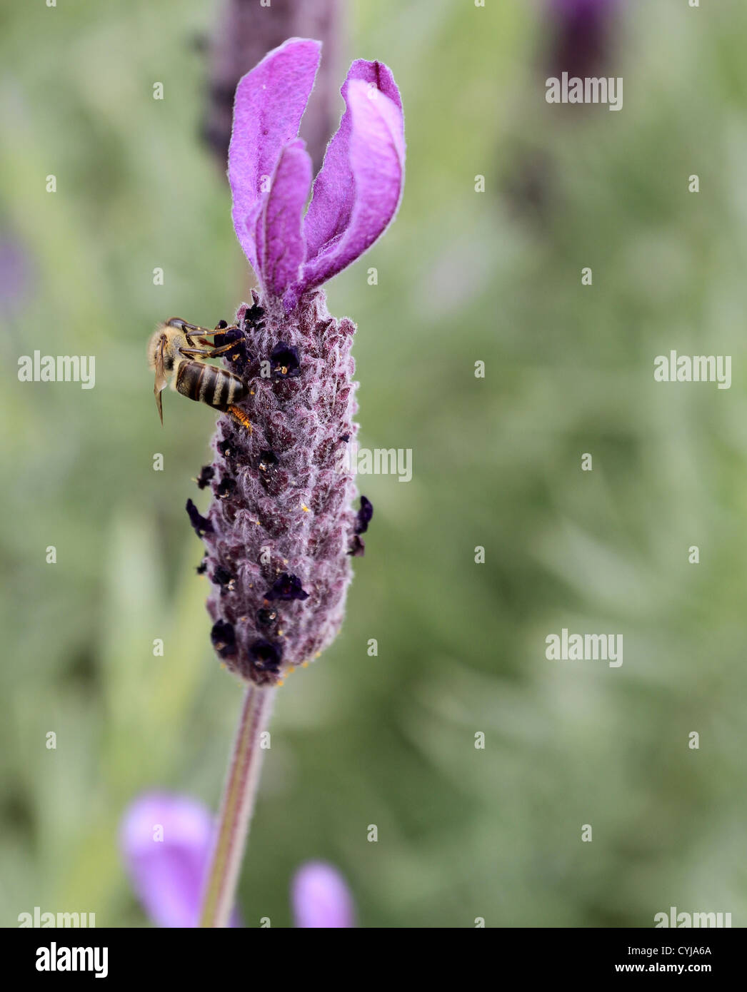 African honey bees (Apis mellifera scutellata) pollinating Lavender ...