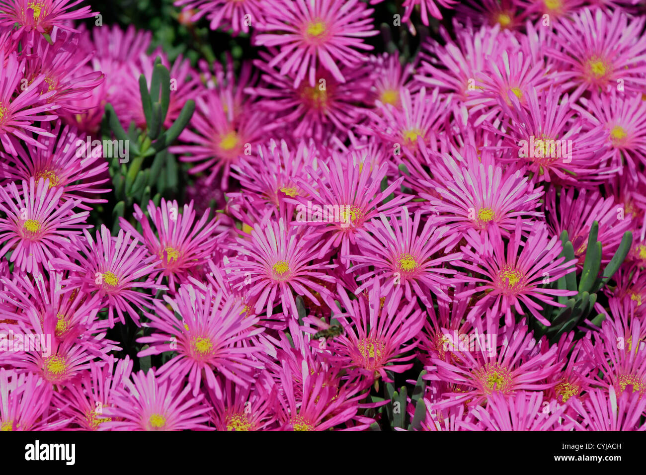 Purple vygie bush in the garden at Fairview Estate wine farm in the ...