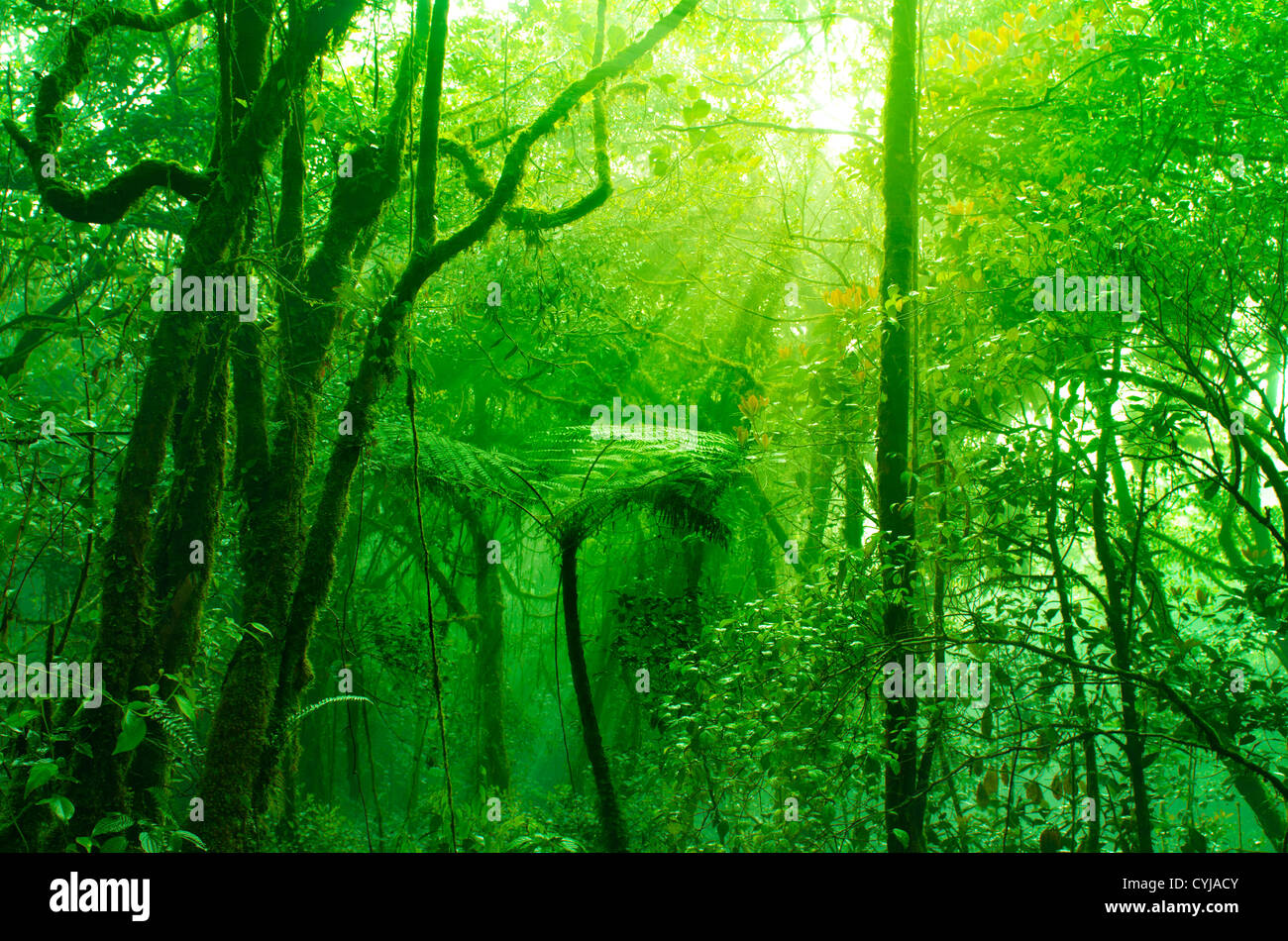Mossy forest, cameron highlands Malaysia Stock Photo - Alamy