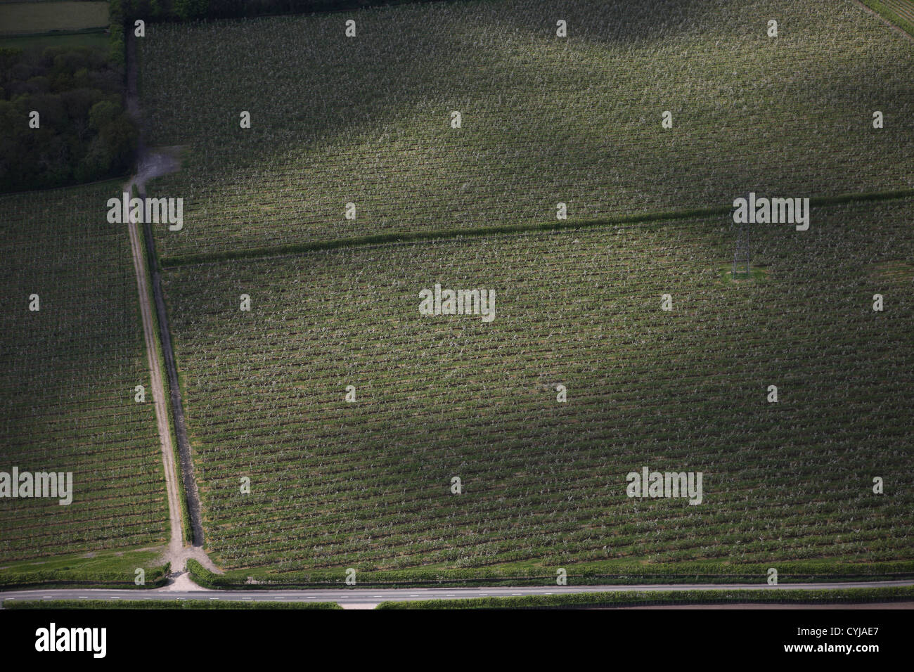 Aerial view of Kent orchards Stock Photo - Alamy