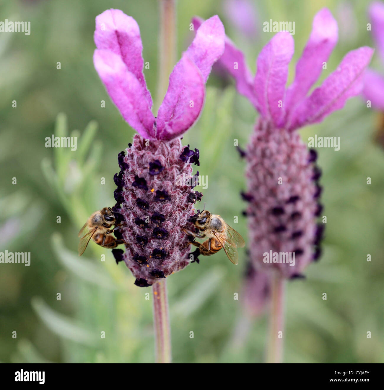African honey bees (Apis mellifera scutellata) pollinating Lavender ...