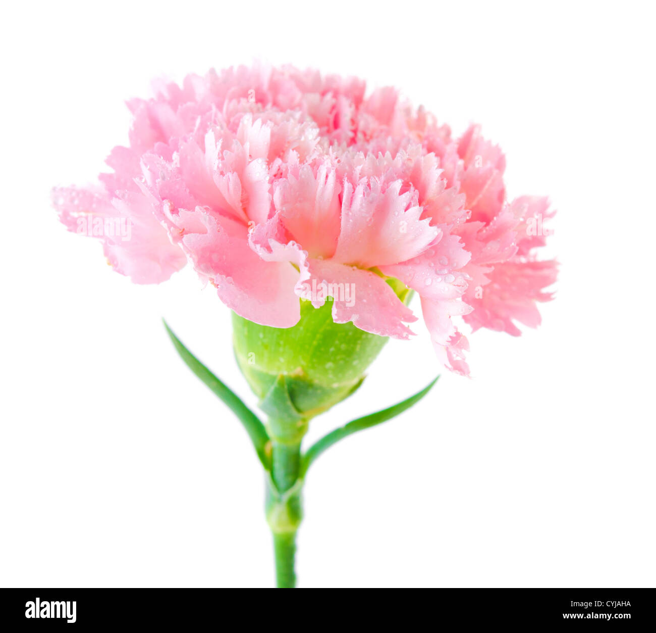 Close up pink carnation flower isolated on white background Stock Photo ...