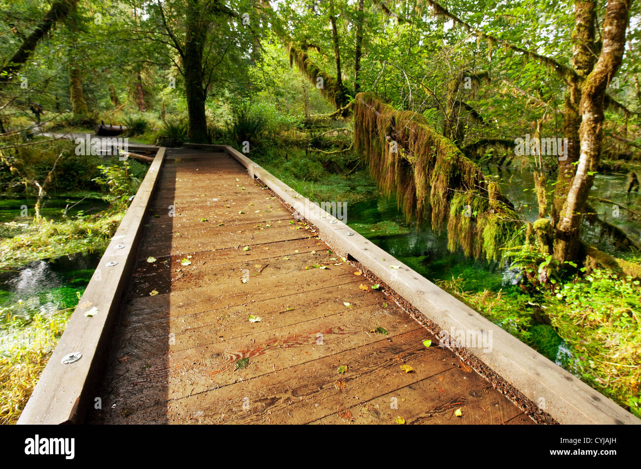 boardwalk in forest Stock Photo - Alamy