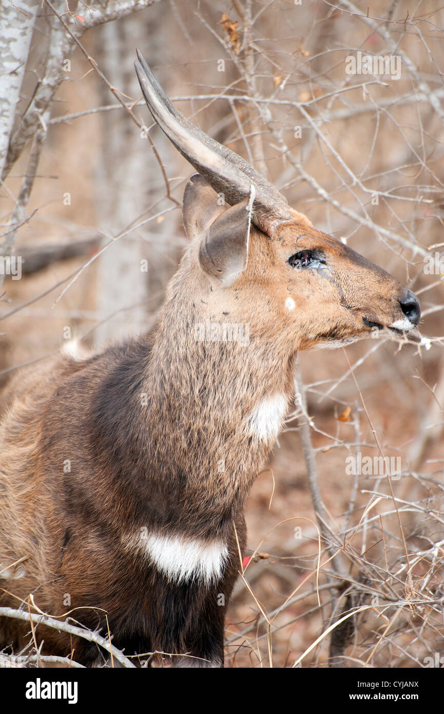 Male bushbuck hi-res stock photography and images - Alamy