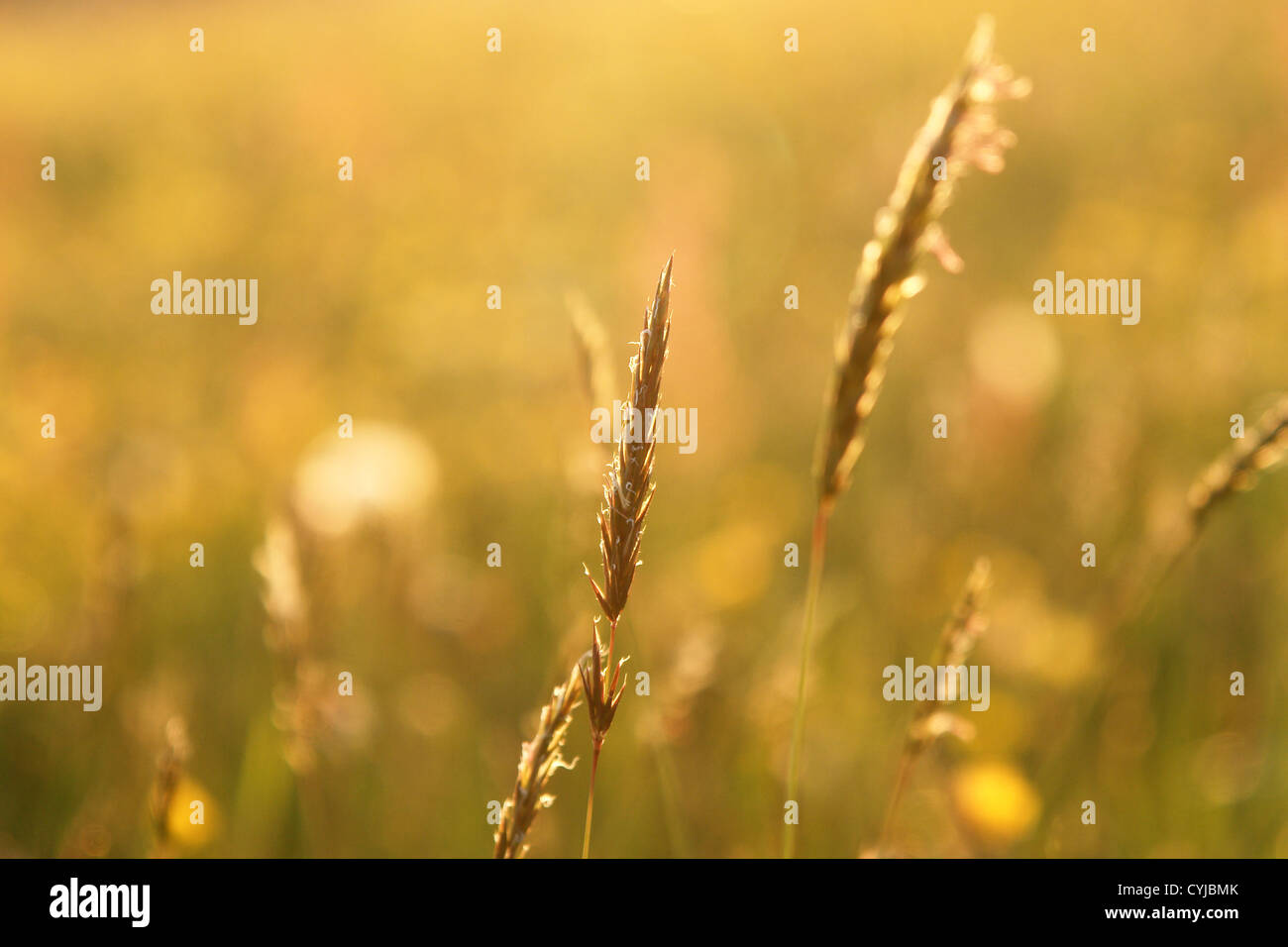 wild wheat grass in a field Stock Photo - Alamy