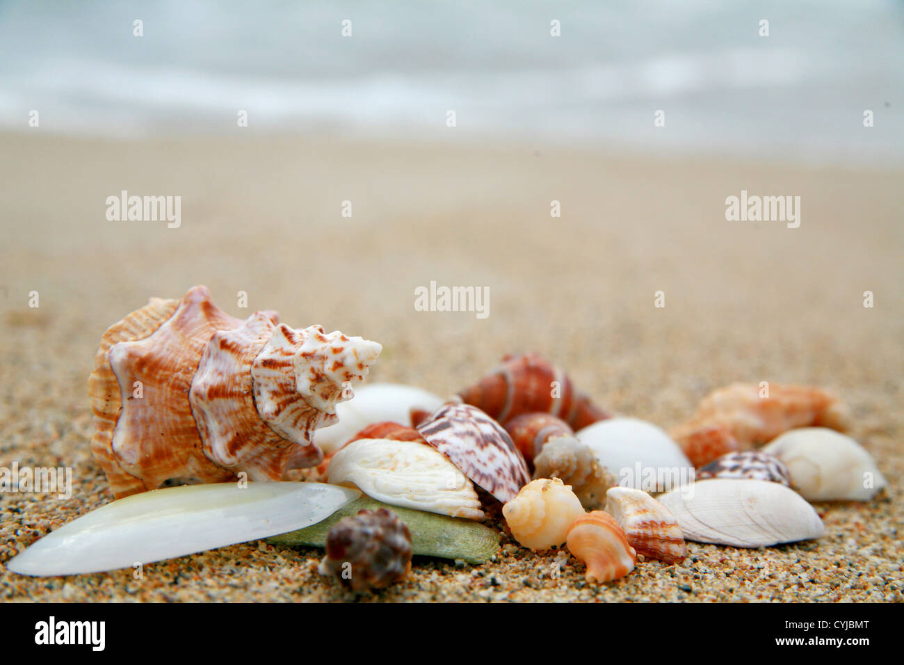 beautiful shells on very nice beach, focus in on the shells (shallow ...