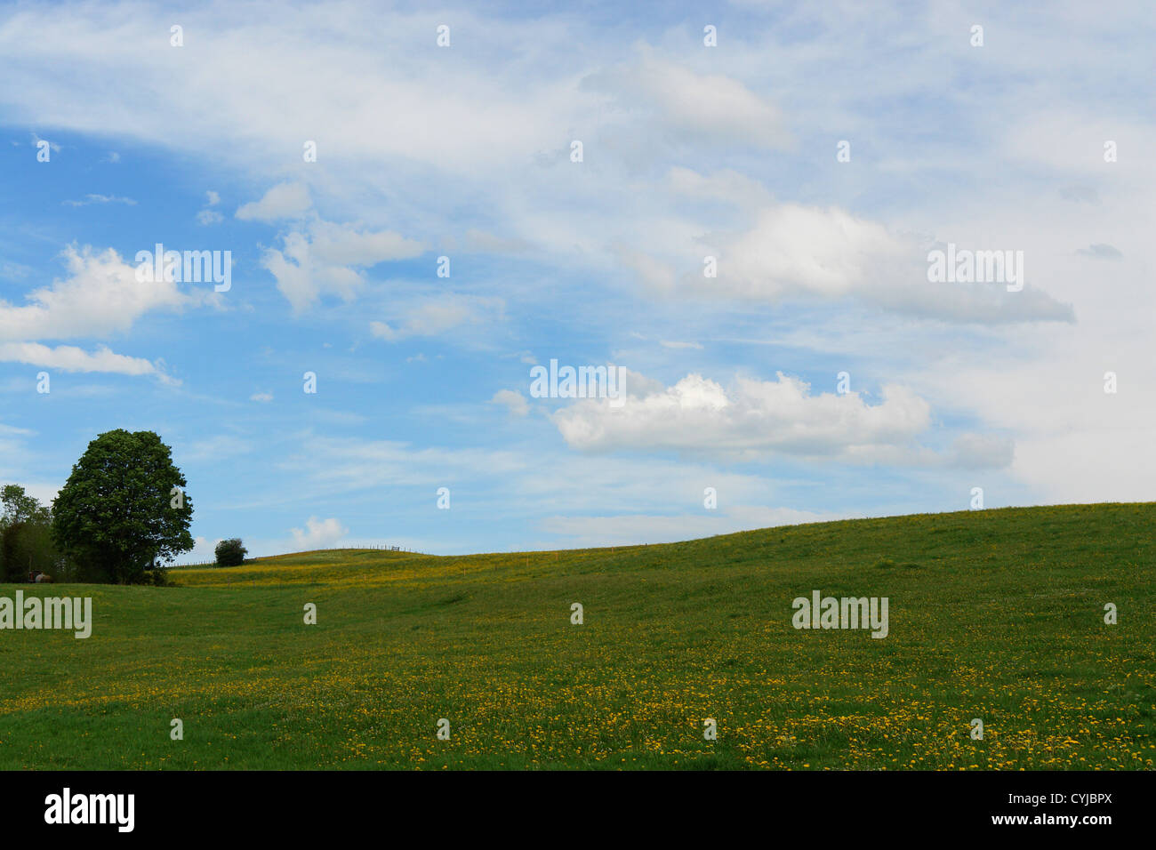 a beautiful summer landscape outside in the meadow Stock Photo - Alamy