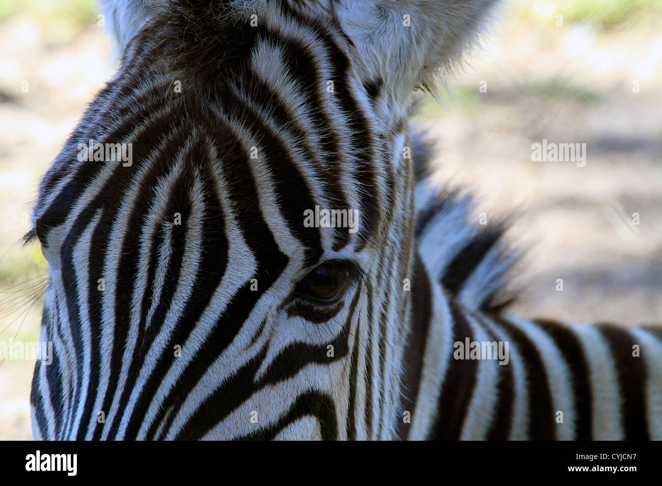 Close up of a Zebra's eyes Stock Photo - Alamy
