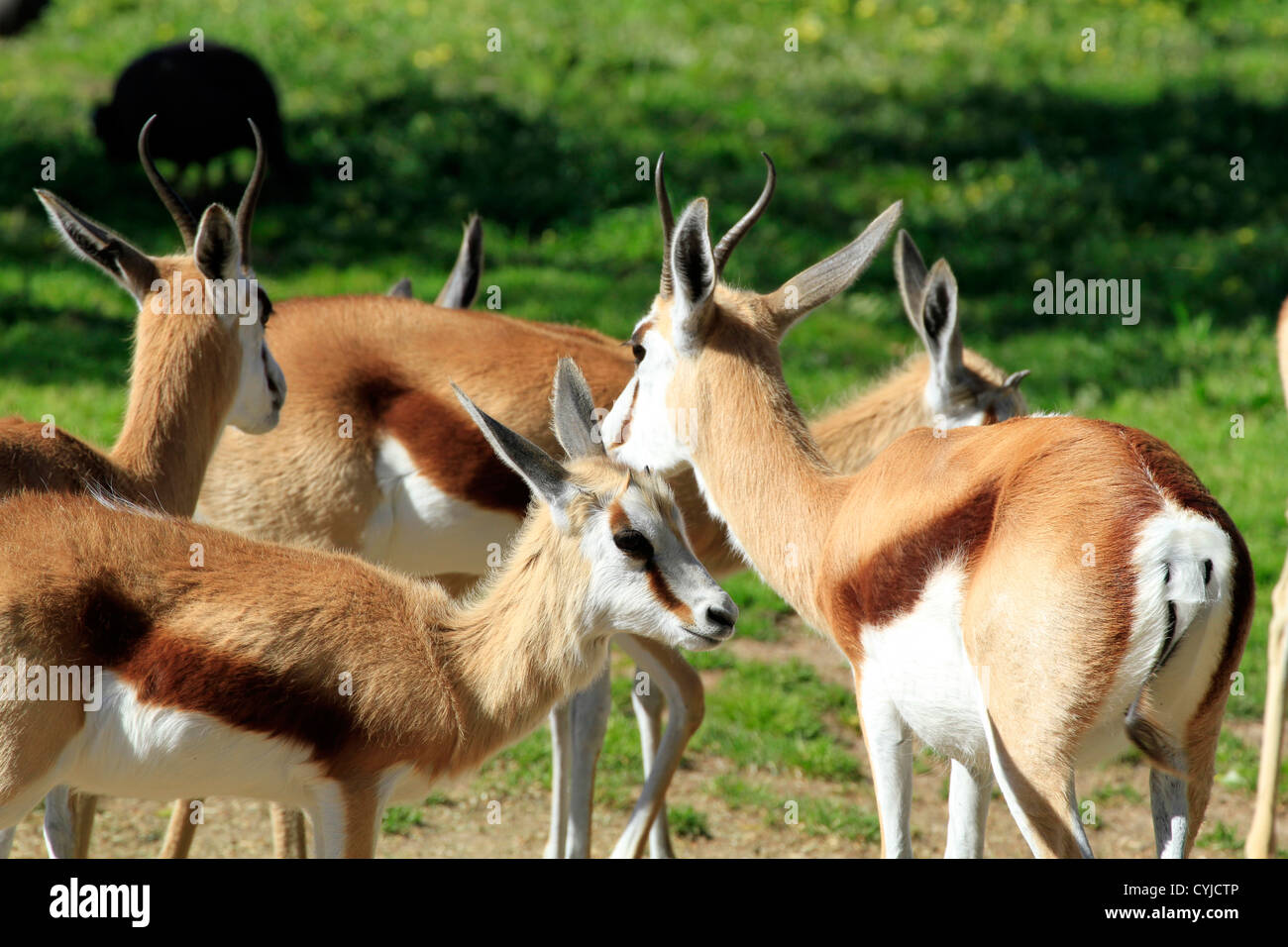 Springbuck hi-res stock photography and images - Alamy