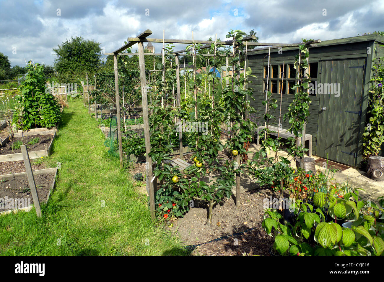 Espalier-trained apple tree Stock Photo - Alamy