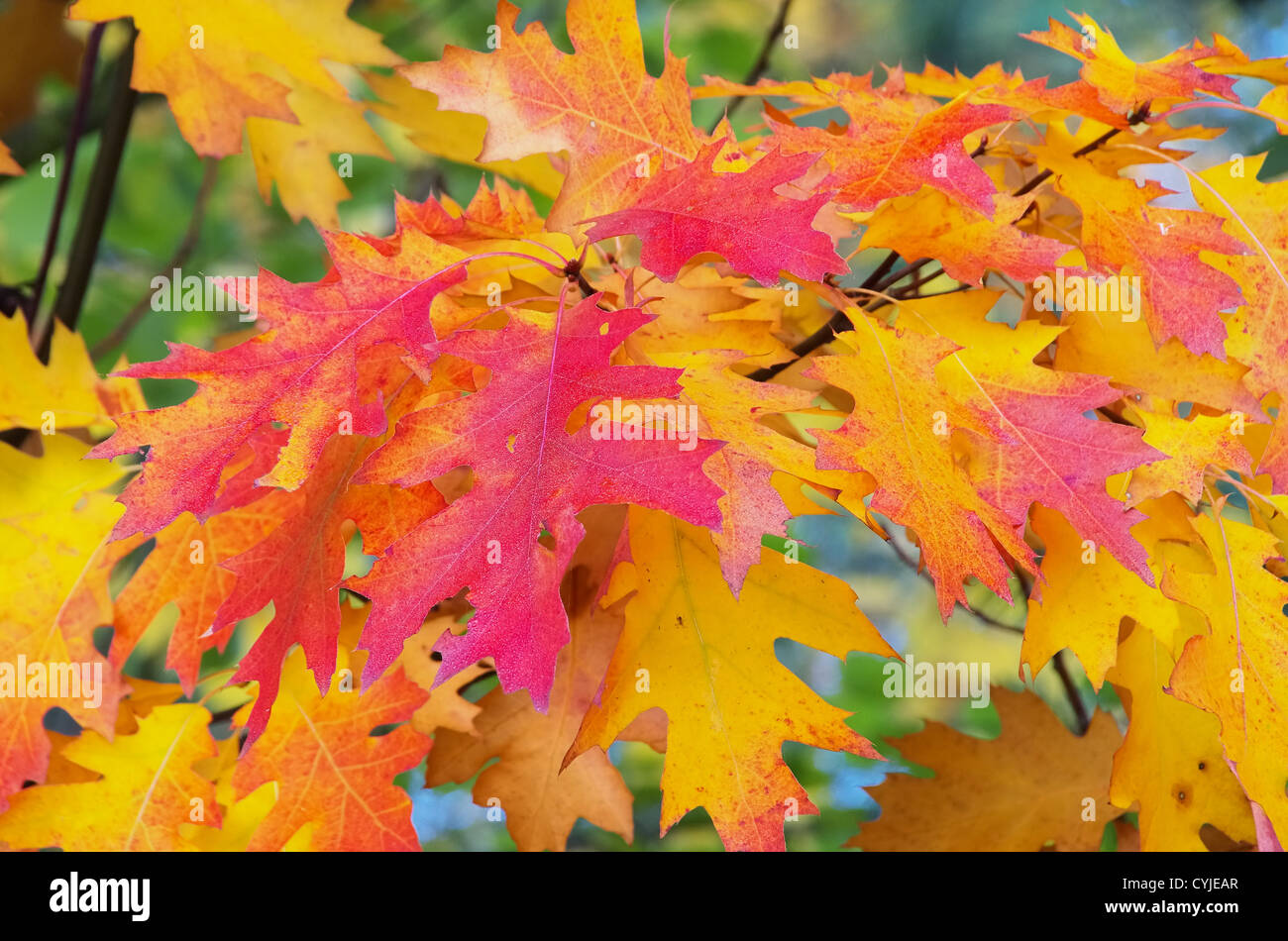 Oak leaf cluster hi-res stock photography and images - Alamy
