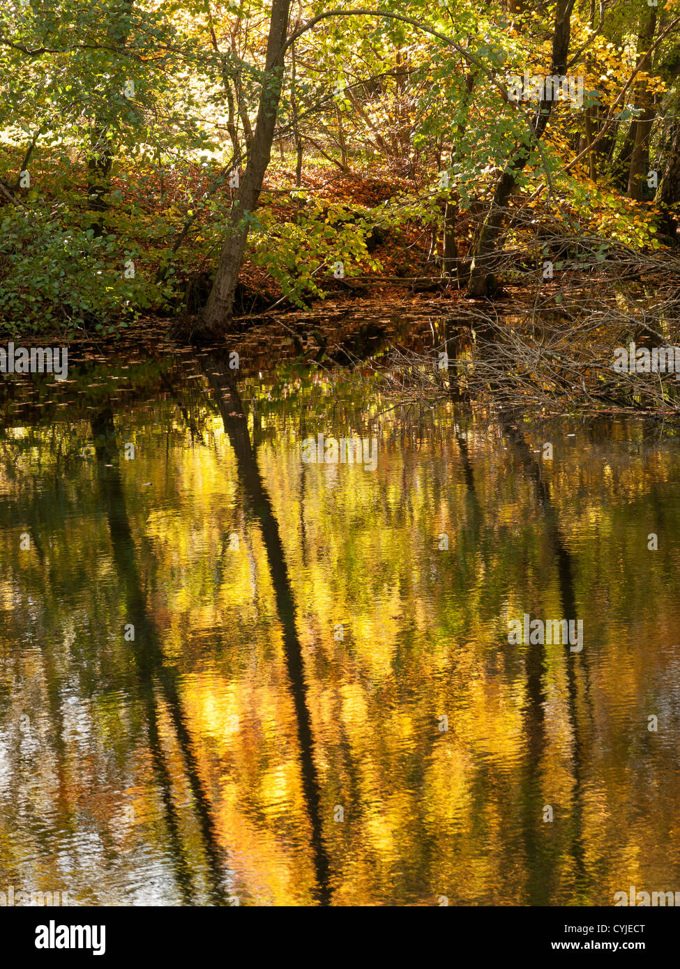 Beech tree reflections in full Autumn colour in Winkworth Arboretum ...