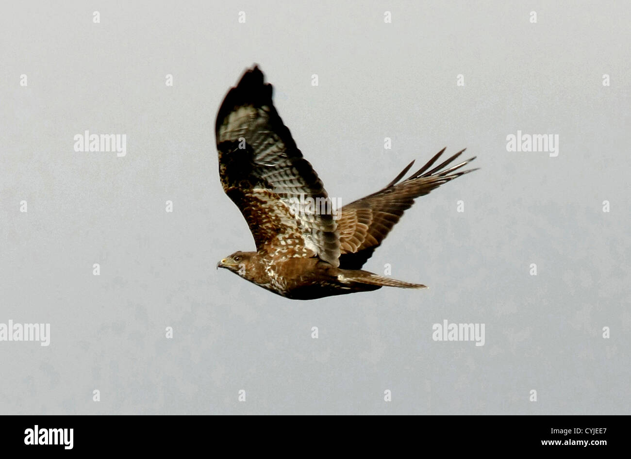 Buzzard flying hi-res stock photography and images - Alamy