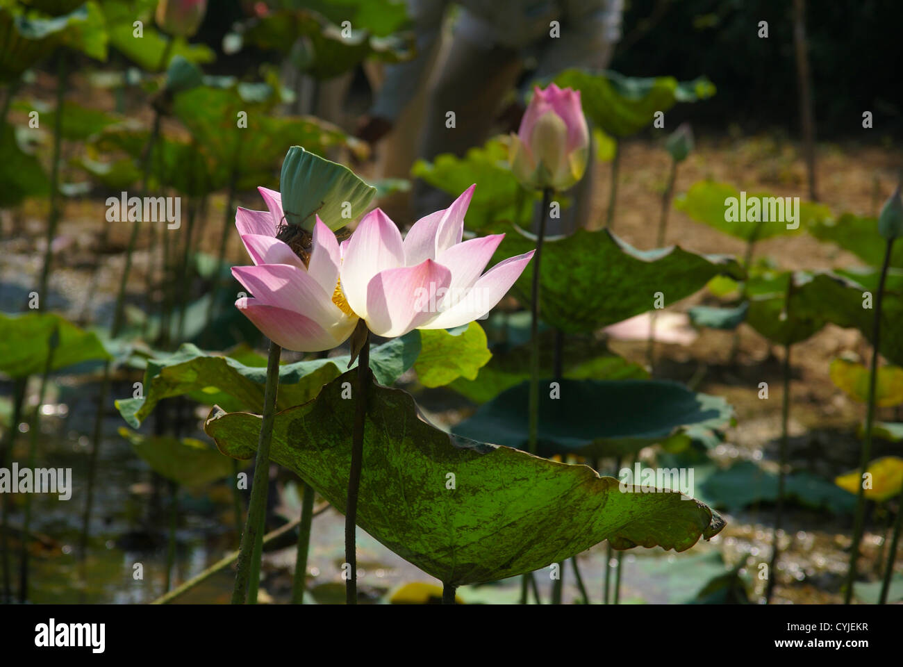Close up of a blossoming pink Sacred Lotus flower (Nelumbo nucifera ...