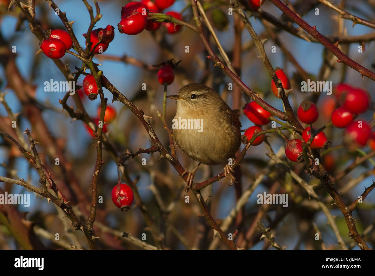Tim wren hi-res stock photography and images - Alamy