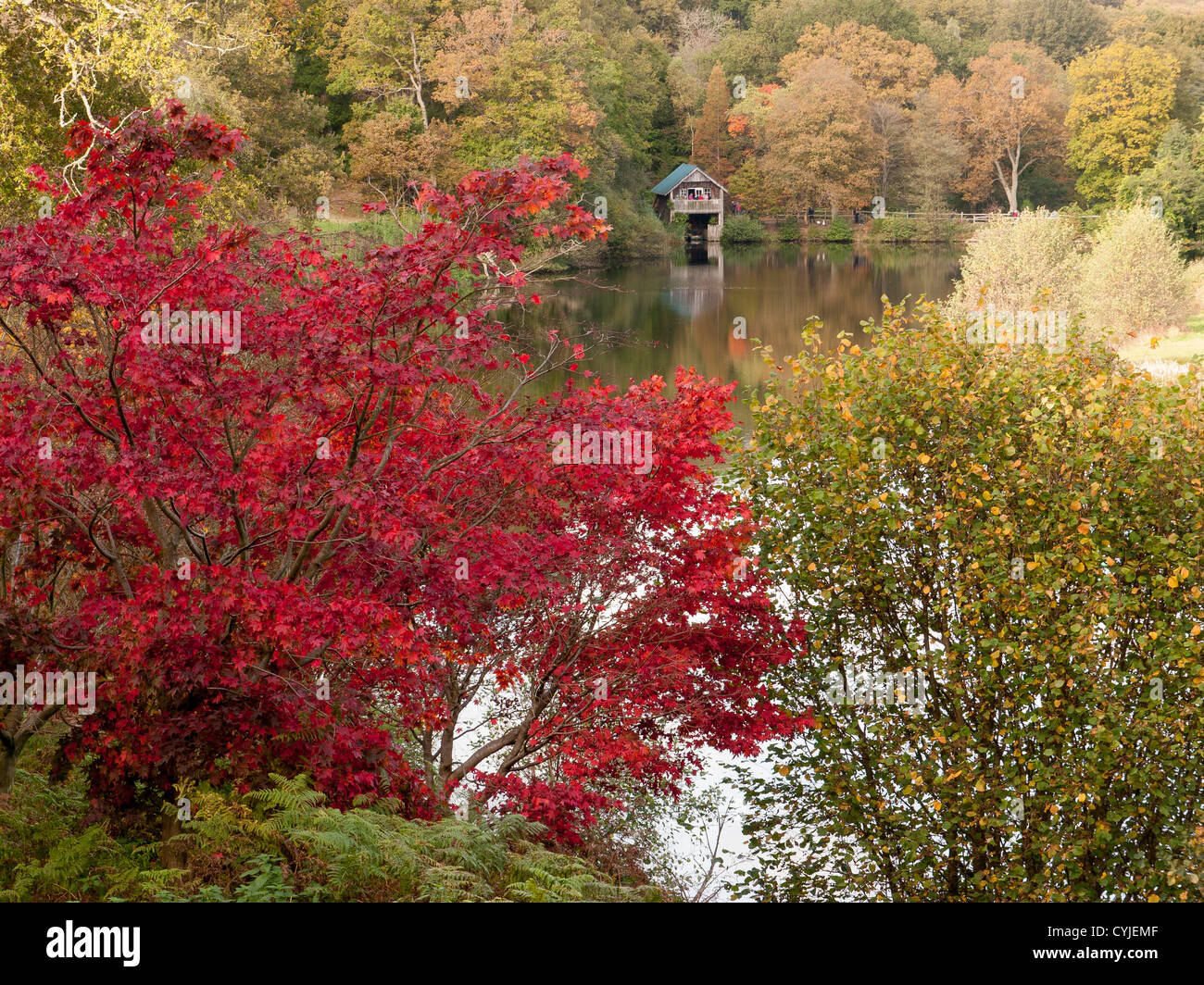 Acer trees, common name Maple, in full Autumn colour, around the lake ...